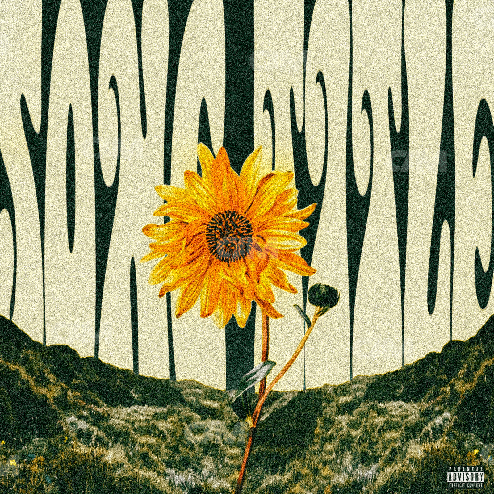 Sunflower - Cover Art Market